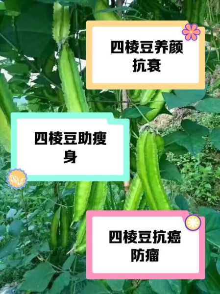 四角豆的功效与作用_四角豆怎么吃最好-第1张图片-山城妙识 四角豆的功效与作用_四角豆怎么吃最好-第1张图片-山城妙识