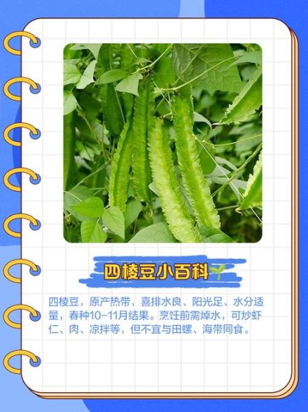 四角豆的功效与作用_四角豆怎么吃最好-第3张图片-山城妙识 四角豆的功效与作用_四角豆怎么吃最好-第3张图片-山城妙识