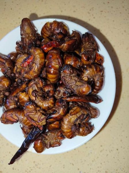 干煸蚕蛹怎么做_干煸蚕蛹好吃吗-第2张图片-山城妙识 干煸蚕蛹怎么做_干煸蚕蛹好吃吗-第2张图片-山城妙识