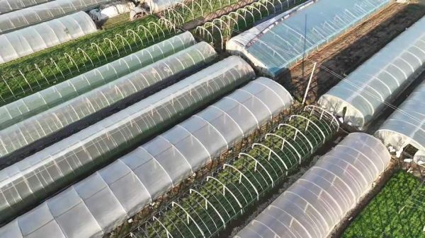 蔬菜大棚怎么搭建_蔬菜大棚搭建方法-第2张图片-山城妙识