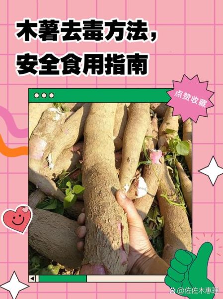 木薯怎么吃不中毒_木薯中毒怎么办-第1张图片-山城妙识 木薯怎么吃不中毒_木薯中毒怎么办-第1张图片-山城妙识