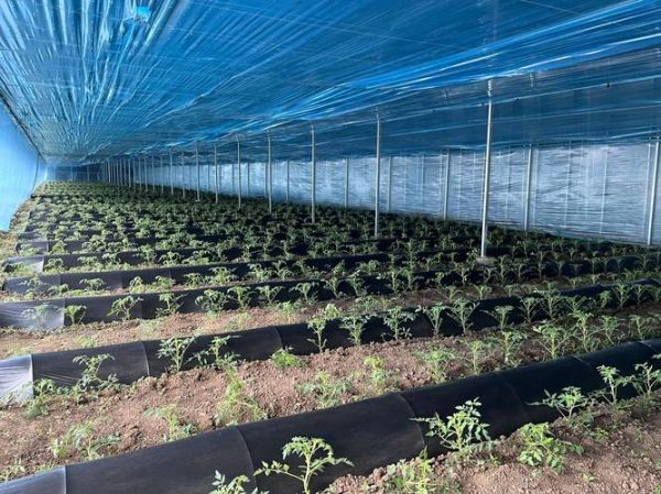 蔬菜大棚怎么搭建_蔬菜大棚搭建方法-第3张图片-山城妙识