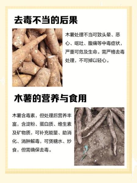 木薯怎么吃不中毒_木薯中毒怎么办-第2张图片-山城妙识 木薯怎么吃不中毒_木薯中毒怎么办-第2张图片-山城妙识