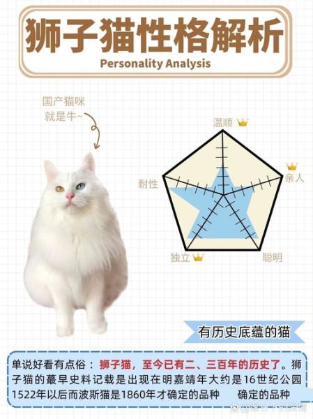 狮子猫和布偶猫的区别_哪个更适合新手养-第1张图片-山城妙识 狮子猫和布偶猫的区别_哪个更适合新手养-第1张图片-山城妙识