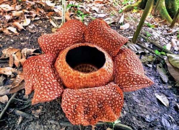 大王花长什么样_大王花为什么会发臭-第2张图片-山城妙识 大王花长什么样_大王花为什么会发臭-第2张图片-山城妙识