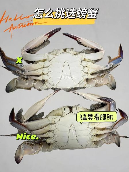 螃蟹才死还能吃吗_如何判断螃蟹新鲜度-第2张图片-山城妙识 螃蟹才死还能吃吗_如何判断螃蟹新鲜度-第2张图片-山城妙识