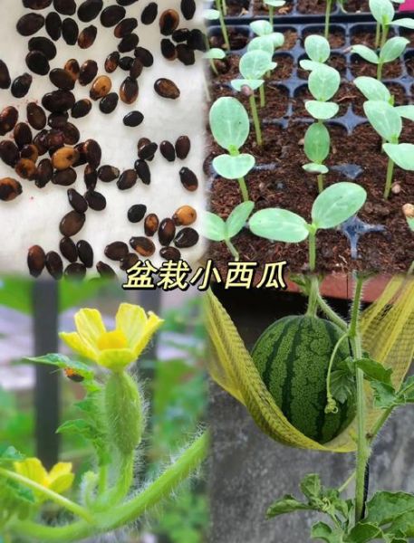 西瓜子怎么发芽_西瓜种子发芽需要几天-第2张图片-山城妙识 西瓜子怎么发芽_西瓜种子发芽需要几天-第2张图片-山城妙识