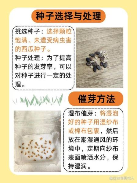 西瓜子怎么发芽_西瓜种子发芽需要几天-第1张图片-山城妙识 西瓜子怎么发芽_西瓜种子发芽需要几天-第1张图片-山城妙识