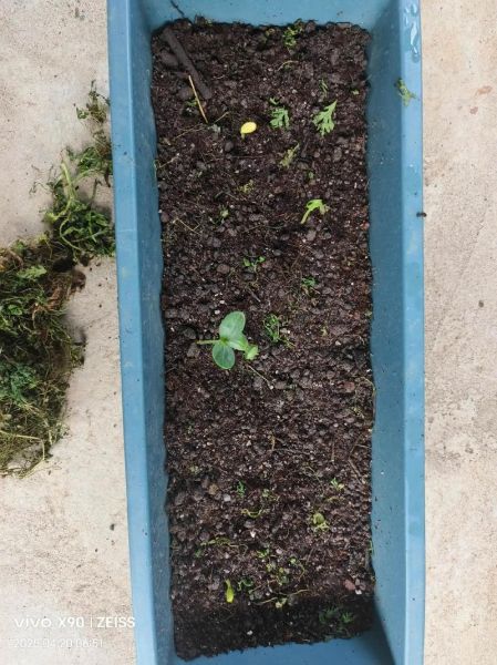 西瓜子怎么发芽_西瓜种子发芽需要几天-第3张图片-山城妙识 西瓜子怎么发芽_西瓜种子发芽需要几天-第3张图片-山城妙识