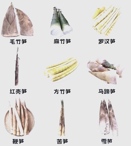 竹笋品种大全图解_哪种竹笋最好吃-第2张图片-山城妙识