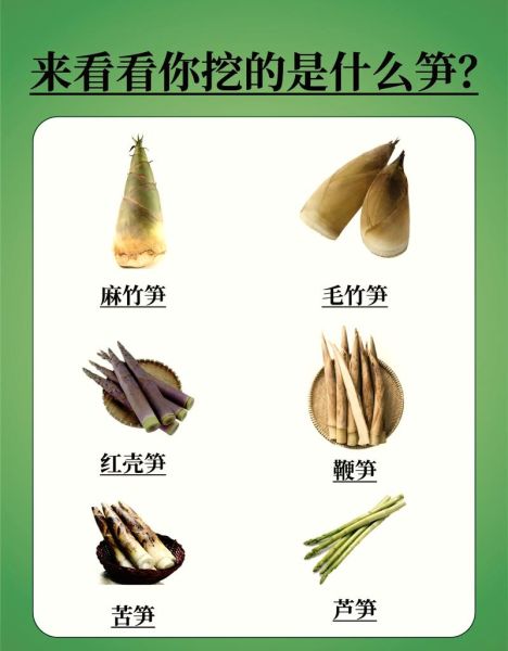 竹笋品种大全图解_哪种竹笋最好吃-第1张图片-山城妙识