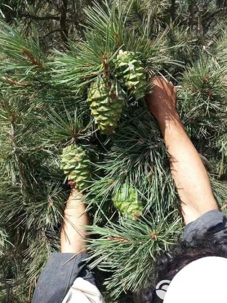 巴西松子产地在哪里_巴西松子和东北松子区别-第2张图片-山城妙识 巴西松子产地在哪里_巴西松子和东北松子区别-第2张图片-山城妙识