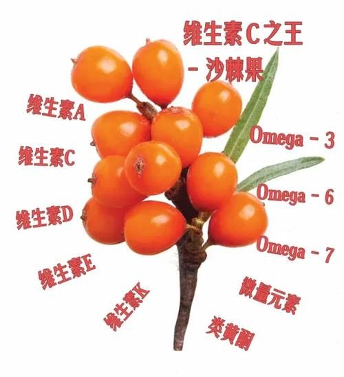 沙棘果和猕猴桃哪个维生素c高_沙棘果维生素c含量对比-第3张图片-山城妙识 沙棘果和猕猴桃哪个维生素c高_沙棘果维生素c含量对比-第3张图片-山城妙识