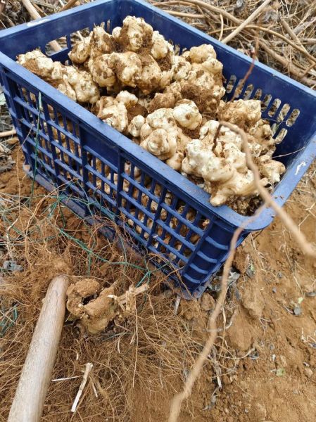 家庭洋姜怎么腌制_洋姜腌制多久能吃-第2张图片-山城妙识 家庭洋姜怎么腌制_洋姜腌制多久能吃-第2张图片-山城妙识