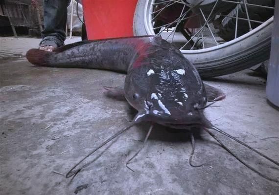 1963年鲶鱼事件是真的吗_历史真相揭秘-第2张图片-山城妙识