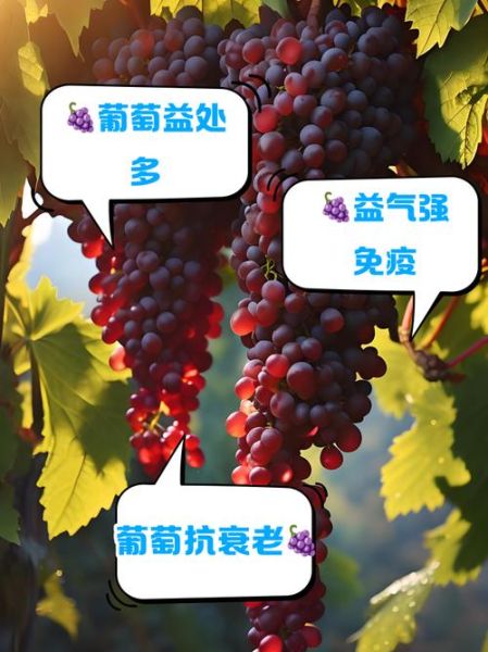 吃新鲜葡萄有什么好处_葡萄的功效与作用-第2张图片-山城妙识 吃新鲜葡萄有什么好处_葡萄的功效与作用-第2张图片-山城妙识