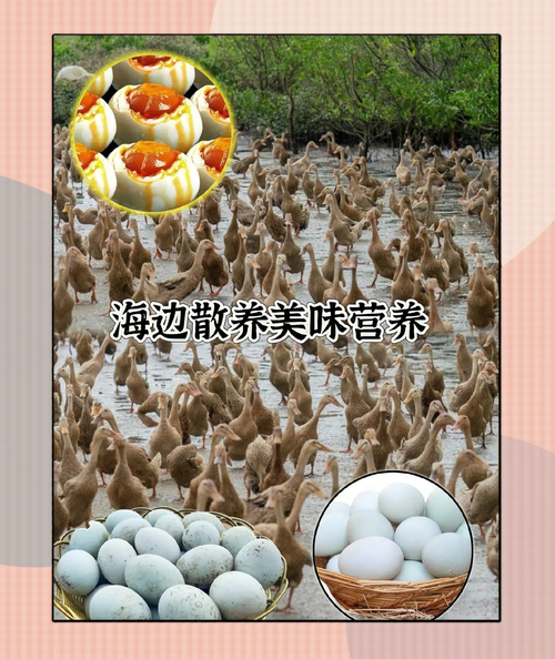 海鸭蛋哪里的最正宗_海鸭蛋产地怎么选-第1张图片-山城妙识 海鸭蛋哪里的最正宗_海鸭蛋产地怎么选-第1张图片-山城妙识
