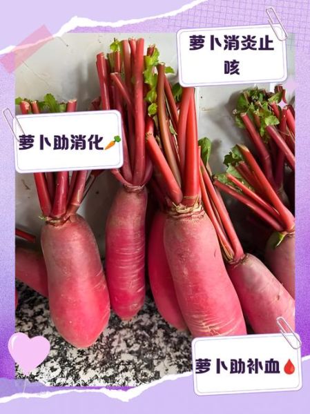 红皮萝卜的功效与作用_红皮萝卜怎么吃最养生-第1张图片-山城妙识
