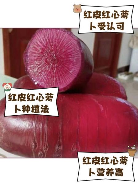 红皮萝卜的功效与作用_红皮萝卜怎么吃最养生-第2张图片-山城妙识