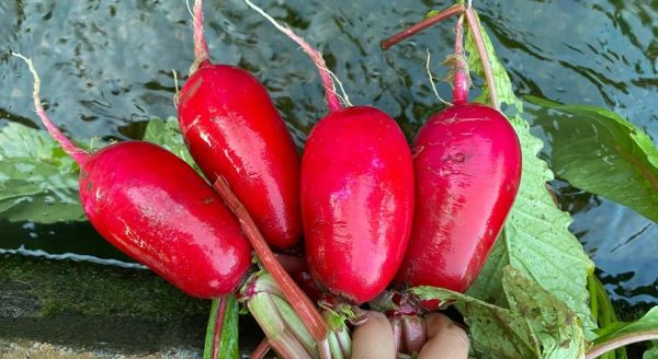 红皮萝卜的功效与作用_红皮萝卜怎么吃最养生-第3张图片-山城妙识