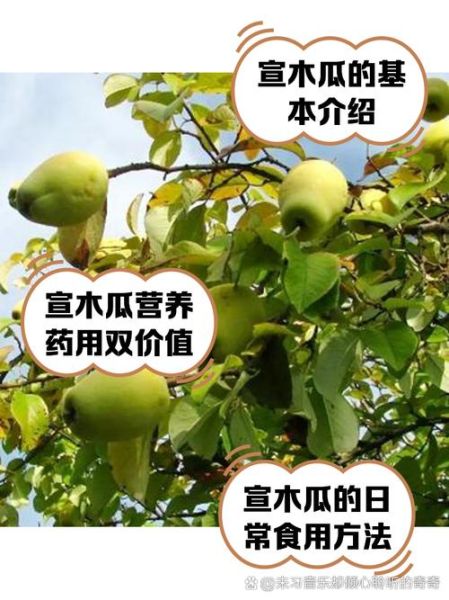 宣木瓜怎么吃_宣木瓜的吃法大全-第1张图片-山城妙识