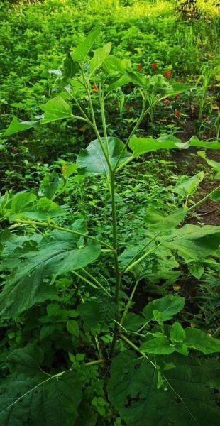 牛蒡图片长什么样_牛蒡和山药的区别-第1张图片-山城妙识 牛蒡图片长什么样_牛蒡和山药的区别-第1张图片-山城妙识