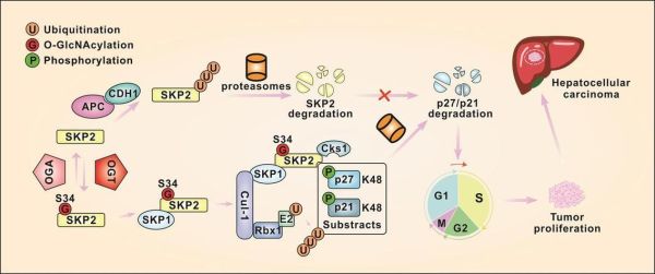 蛋白糖基化修饰是什么_如何检测蛋白糖基化修饰-第1张图片-山城妙识