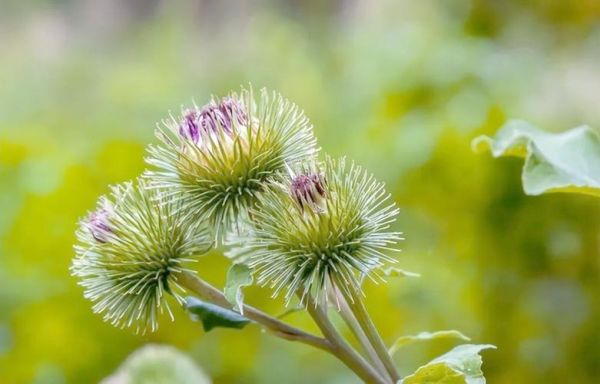 牛蒡图片长什么样_牛蒡和山药的区别-第2张图片-山城妙识 牛蒡图片长什么样_牛蒡和山药的区别-第2张图片-山城妙识