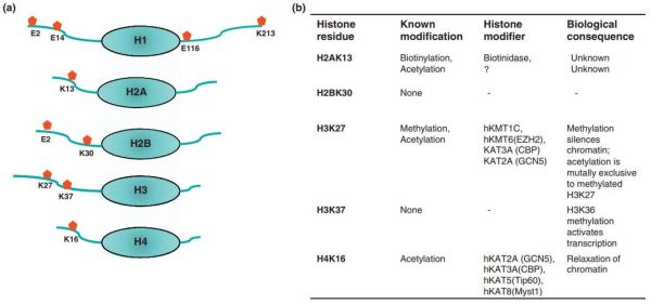 蛋白糖基化修饰是什么_如何检测蛋白糖基化修饰-第3张图片-山城妙识