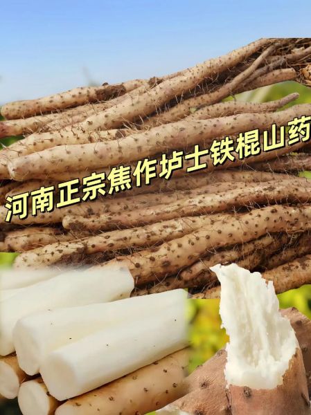 山药图片大全高清图片_如何挑选优质山药-第3张图片-山城妙识