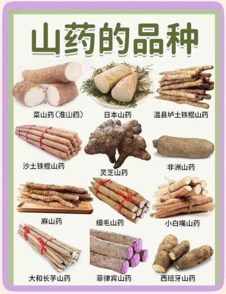 山药图片大全高清图片_如何挑选优质山药-第2张图片-山城妙识