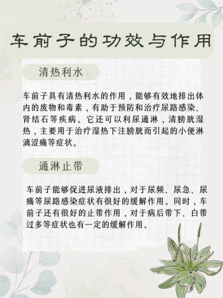 车前子能降尿酸吗_车前子利尿效果好吗-第1张图片-山城妙识