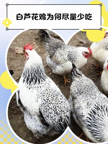 芦花鸡的营养价值_芦花鸡和普通鸡营养区别-第1张图片-山城妙识 芦花鸡的营养价值_芦花鸡和普通鸡营养区别-第1张图片-山城妙识