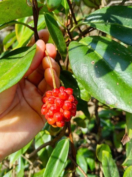 南五味子的功效与作用_南五味子怎么吃效果最好-第3张图片-山城妙识