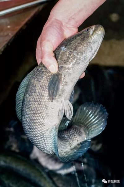 乌鱼影视网在线观看怎么找资源_乌鱼影视网最新地址是多少-第3张图片-山城妙识