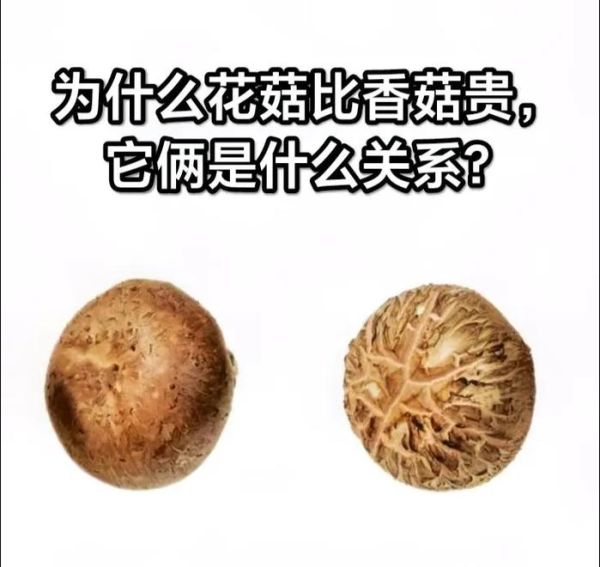 花菇和香菇哪个好吃_口感区别大吗-第2张图片-山城妙识