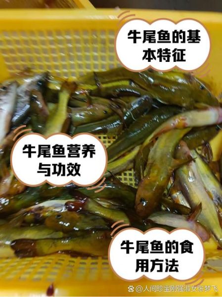 牛尾巴鱼怎么做好吃_牛尾巴鱼做法大全-第2张图片-山城妙识 牛尾巴鱼怎么做好吃_牛尾巴鱼做法大全-第2张图片-山城妙识