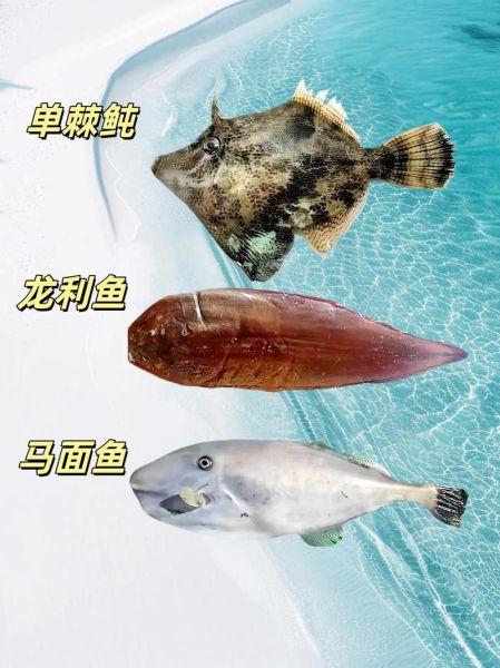 海底鱼类图片大全_深海鱼种类有哪些-第1张图片-山城妙识