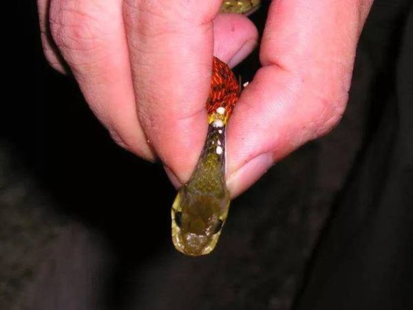 野鸡脖子蛇有毒吗_野鸡脖子蛇长什么样-第1张图片-山城妙识