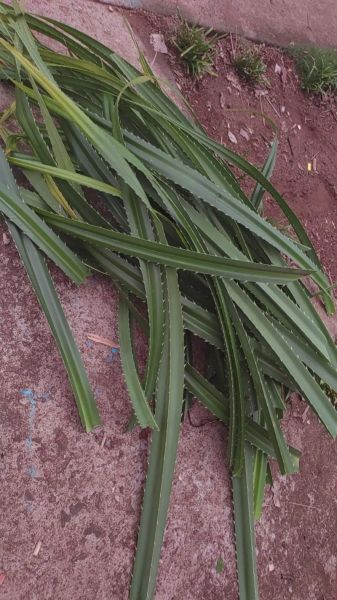 广东包粽子带刺的叶子叫什么_如何挑选-第1张图片-山城妙识