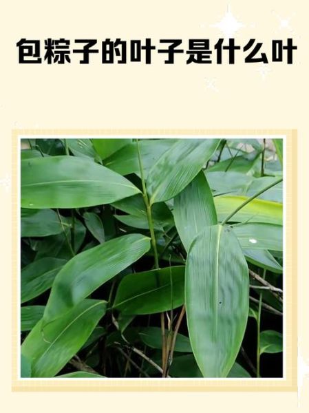 广东包粽子带刺的叶子叫什么_如何挑选-第3张图片-山城妙识