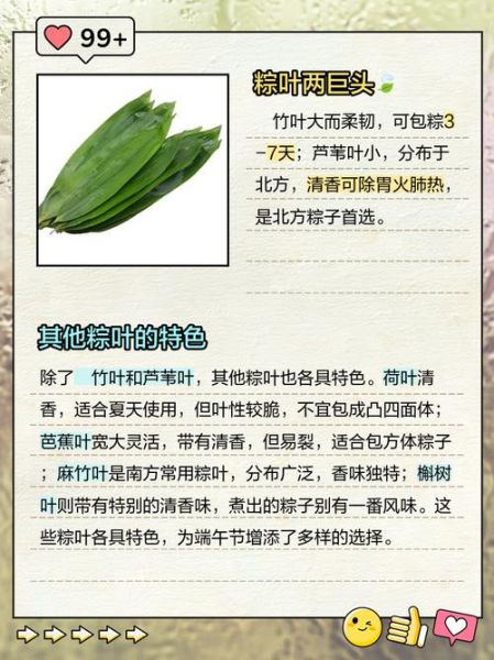 广东包粽子带刺的叶子叫什么_如何挑选-第2张图片-山城妙识