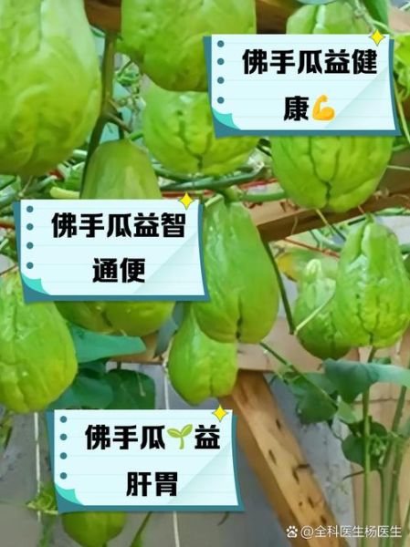 佛手瓜的功效与作用_佛手瓜的禁忌有哪些-第1张图片-山城妙识 佛手瓜的功效与作用_佛手瓜的禁忌有哪些-第1张图片-山城妙识