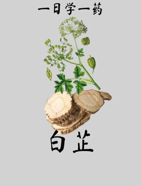 白芷的副作用太大了_如何避免白芷中毒-第1张图片-山城妙识 白芷的副作用太大了_如何避免白芷中毒-第1张图片-山城妙识