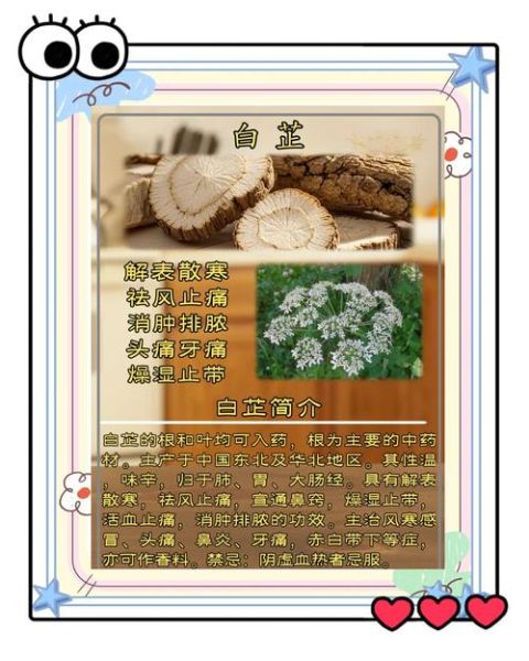 白芷的副作用太大了_如何避免白芷中毒-第2张图片-山城妙识 白芷的副作用太大了_如何避免白芷中毒-第2张图片-山城妙识