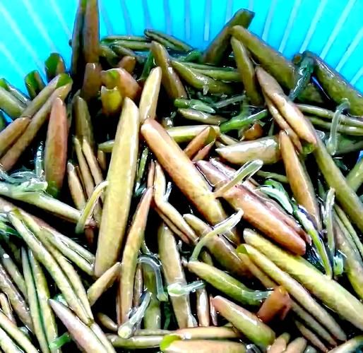 莼菜怎么吃最营养_莼菜的功效与作用有哪些-第3张图片-山城妙识