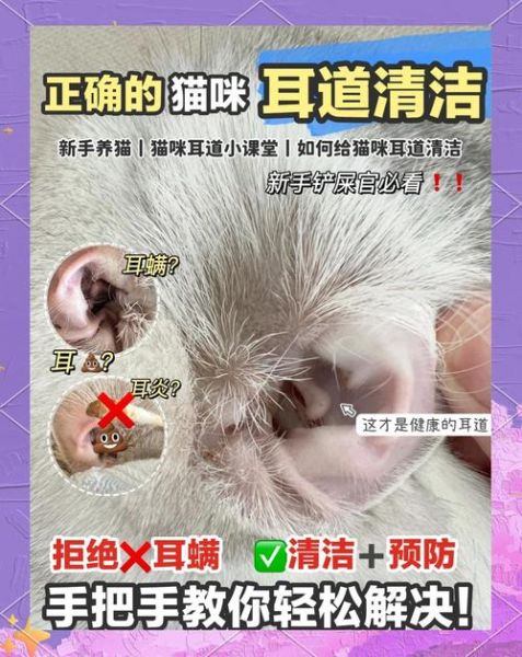猫耳朵怎么清理_猫耳朵清洁用什么好-第1张图片-山城妙识