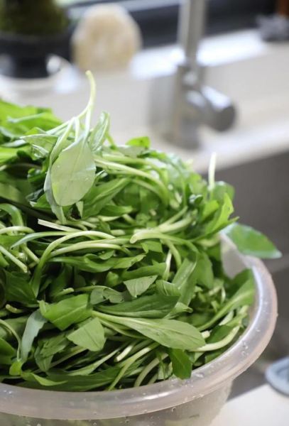 炒马兰头怎么炒才好吃_马兰头焯水几分钟-第1张图片-山城妙识 炒马兰头怎么炒才好吃_马兰头焯水几分钟-第1张图片-山城妙识