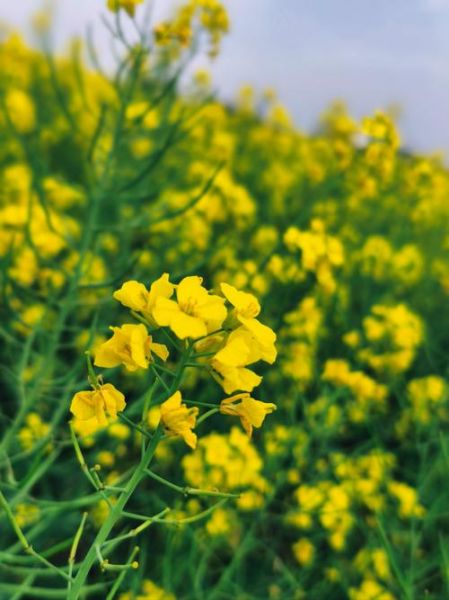 油菜花图片哪里拍最美_农村油菜花风景怎么拍-第1张图片-山城妙识