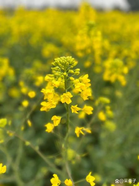 油菜花图片哪里拍最美_农村油菜花风景怎么拍-第3张图片-山城妙识